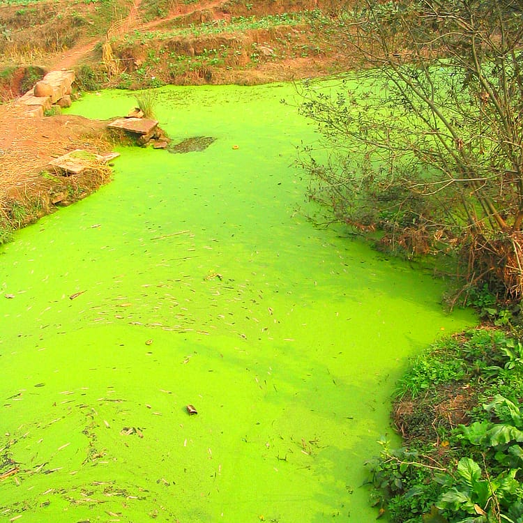 IDEAS For Us - Orlando | Eco-Action Projects in Florida